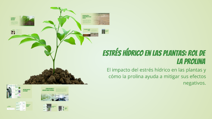 Estrés hídrico en las plantas: rol de la prolina by Mari Mamani on Prezi