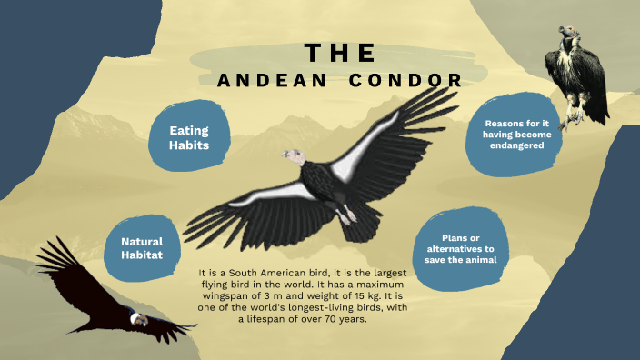 The Andean Condor by Natalia Valero on Prezi
