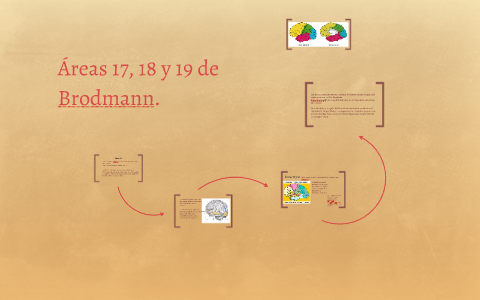 Áreas 17, 18 y 19 de Brodmann. by Fernando Meza on Prezi
