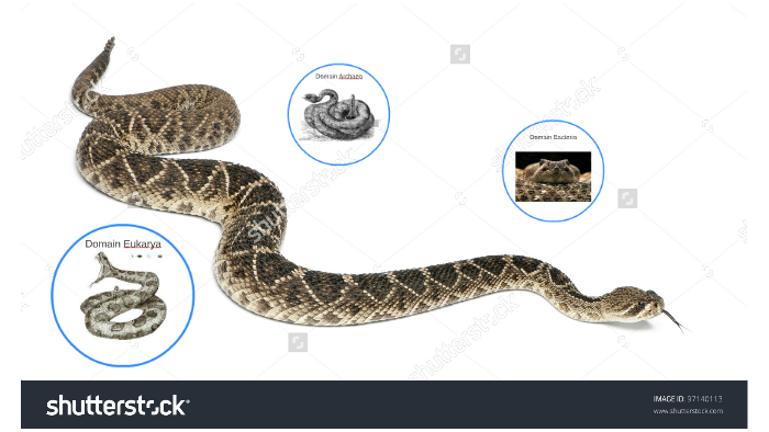 Domain Eukarya By William Gardner On Prezi