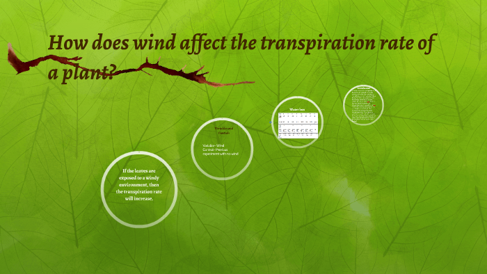 How does wind effect the transpiration rate of a plant? by Heather ...