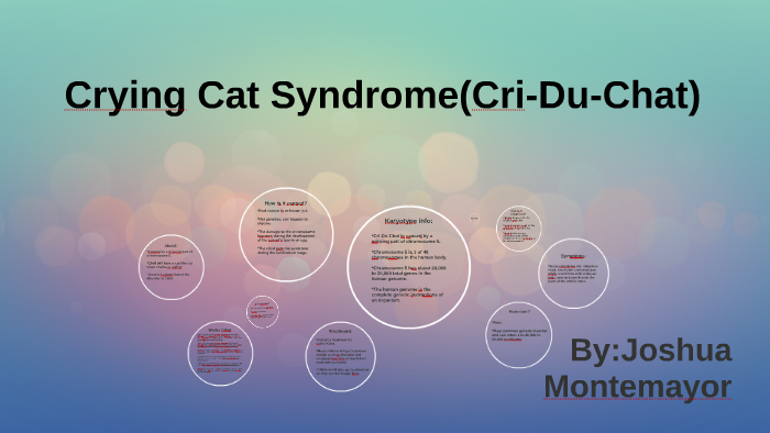 Crying Cat Syndrome(Cri-Du-Chat) by Joshua Montemayor on Prezi