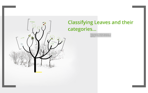 Classifying Leaves and their categories... by Natasha Riddell on Prezi