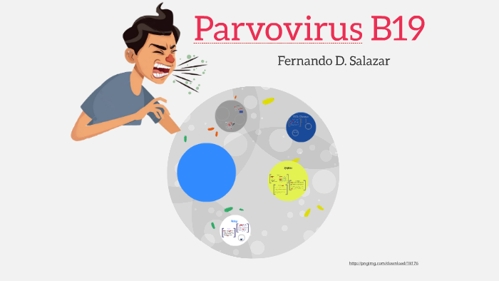 Parvovirus B19 by Fernando Salazar on Prezi