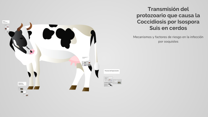 Transmisión del protozoario que causa la Coccidiosis por Isospora Suis ...