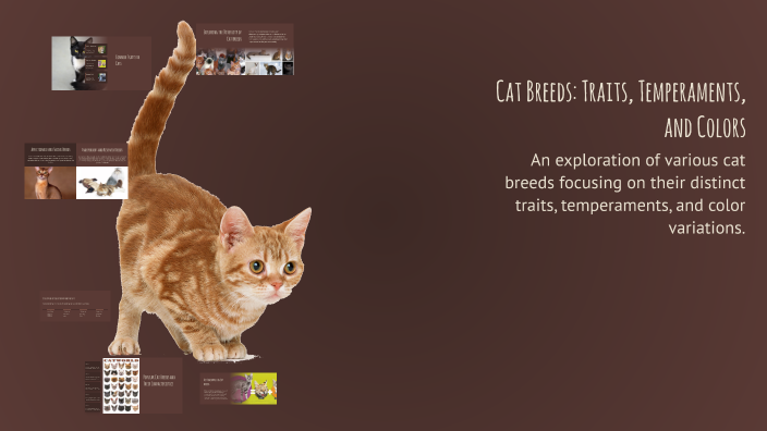 Cat Breeds: Traits, Temperaments, and Colors by Usagi_ NiGi on Prezi
