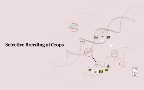 Selective Breeding of Crops by Liana B on Prezi