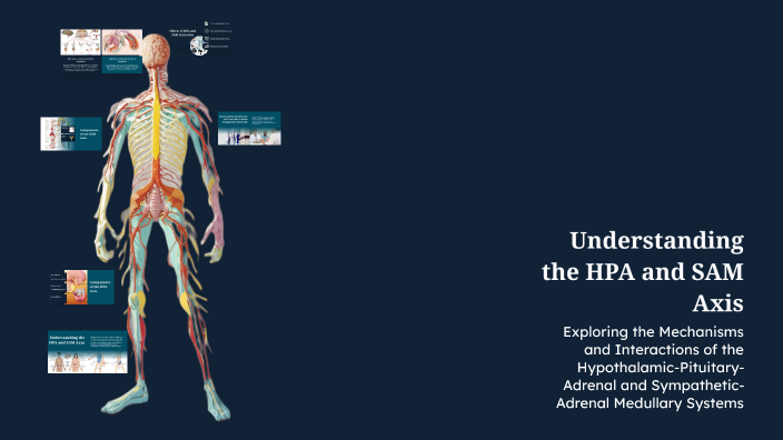 Understanding the HPA and SAM Axis by Jonathan Hjelm Grusell on Prezi