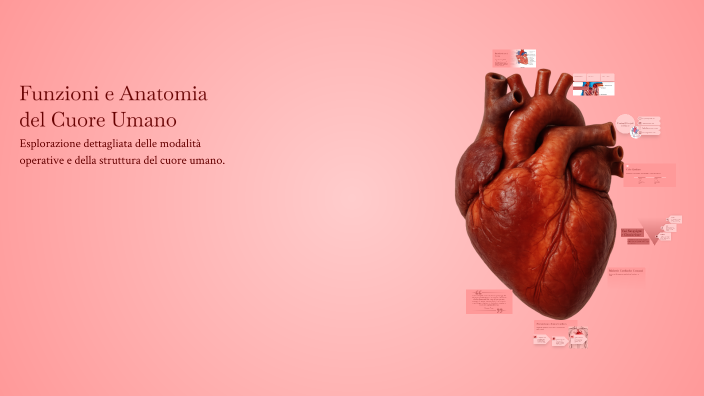 Funzioni e Anatomia del Cuore Umano by Leonardo Stefani on Prezi