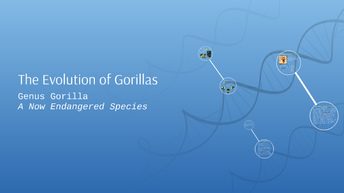 The Evolution of Gorillas by Jared Harman on Prezi
