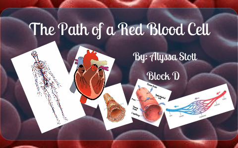 Path of a Red Blood Cell by Alyssa Stott on Prezi