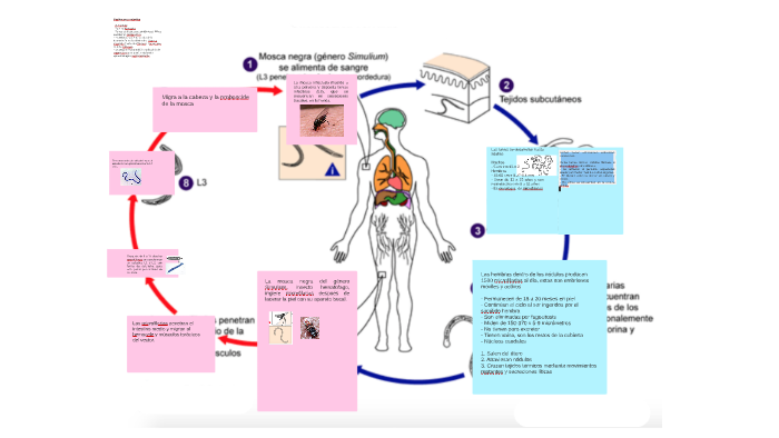 La mosca negra del género Simulium, insecto hematófago, ingi by Larisa ...