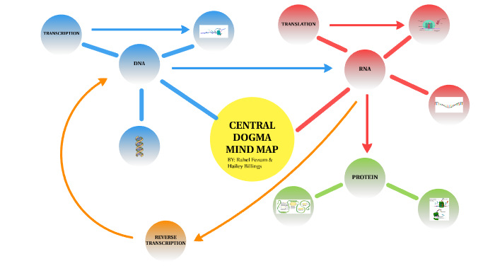 Central Dogma Mind Map by Rahel Fezum on Prezi