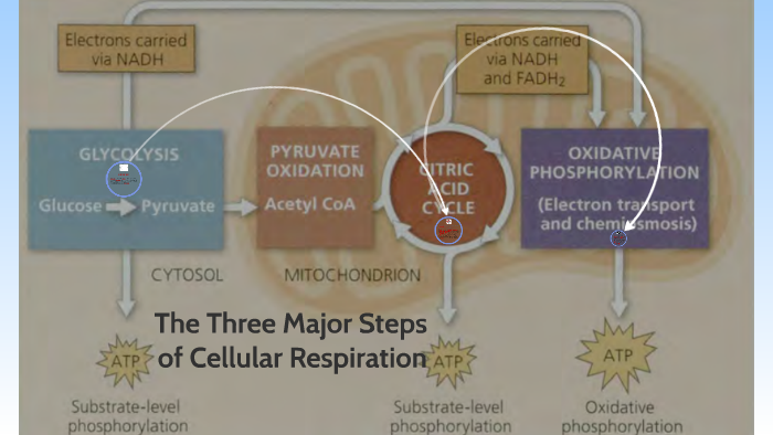 The Three Major Steps of Cellular Respiration by Preston Williamson on ...