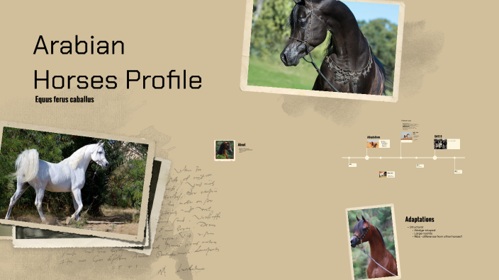 Arabian Horses Profile by Ayatullah Abed Rabboh on Prezi