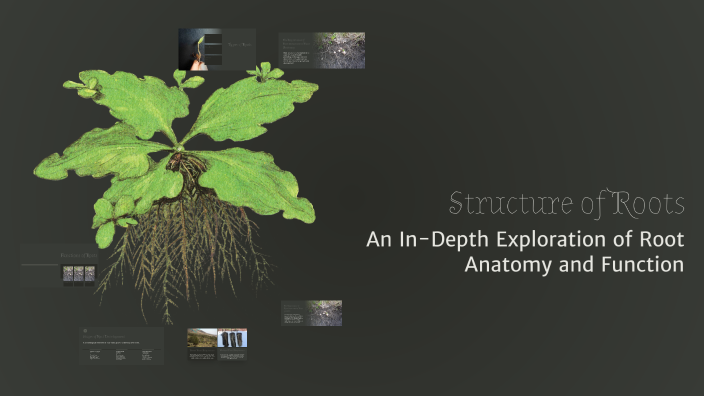 Structure of Roots by hey7777777 hey7777777 on Prezi