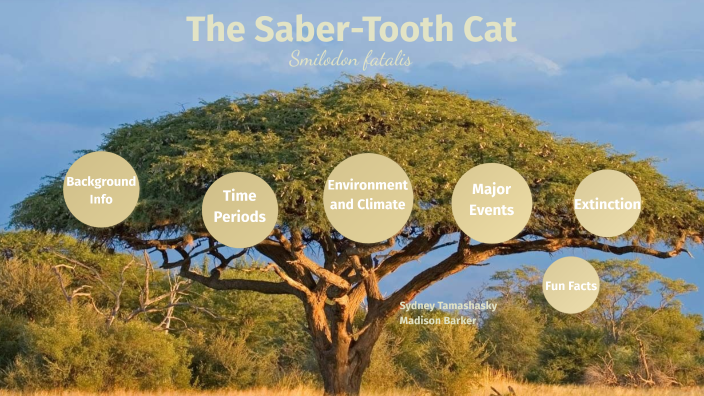 The Saber-tooth Cat by Sydney Tamashasky on Prezi