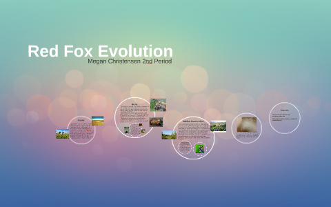 Red Fox Evolution by Megan Christensen on Prezi