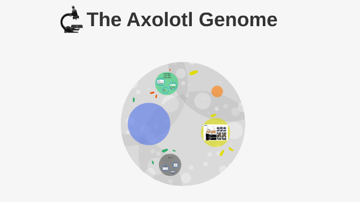 The axolotl genome by Elizaveta Shmakova