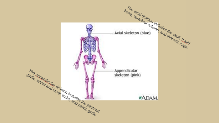 The axial division includes the skull, hyoid bone, vertebral by Justyne ...