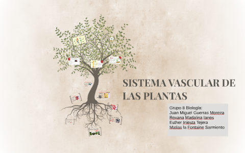 SISTEMA VASCULAR DE LAS PLANTAS by JUAN MIGUEL GUERRAS MOREIRA on Prezi