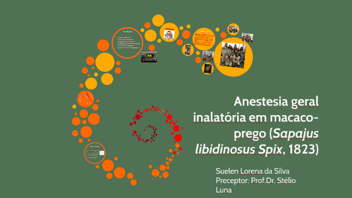 ANESTESIA GERAL INALATÓRIA EM MACACO-PREGO (Sapajus libidino by Suelen ...