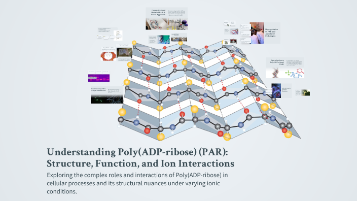 Understanding Poly(ADP-ribose) (PAR): Structure, Function, and Ion ...