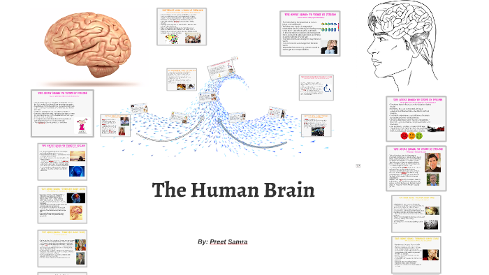The Human Brain by preet samra on Prezi