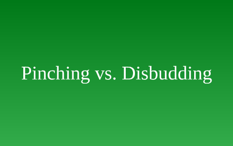 Pinching vs. Disbudding by Cassie Burrows on Prezi