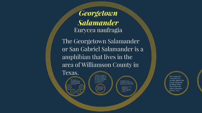 Georgetown Salamander by Daniel Davidson on Prezi