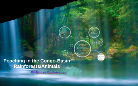 Poaching in the Congo Basin Rainforests/Animals by Dhanya/Manya ...