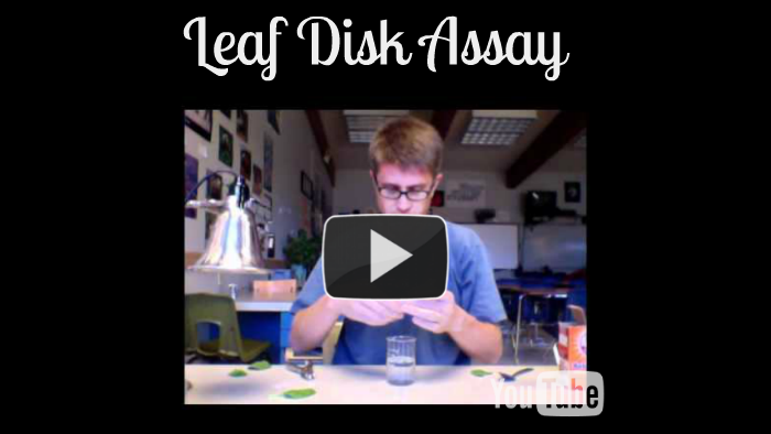 Plants - Leaf Disk Assay Photosynthesis Lab by John Girard on Prezi