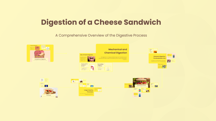 The Journey of a Cheese Sandwich Through the Digestive System by Sawdah ...