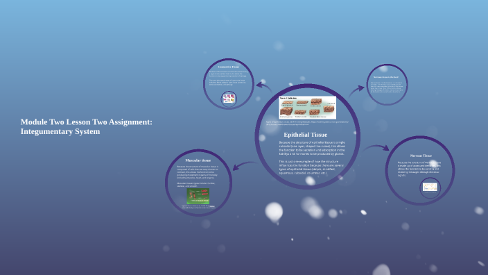 Module Two Lesson Two Assignment: Integumentary System by Brenna Swindells on Prezi