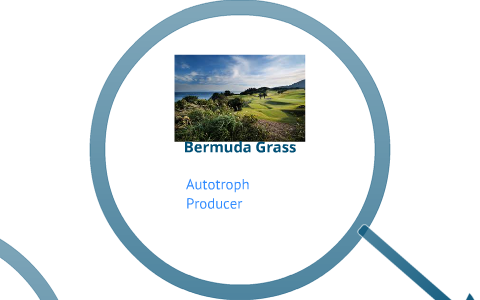 Zebra Food Web by Zach Woyak on Prezi