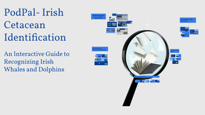 Irish Cetacean Identification by Niamh Doyle on Prezi