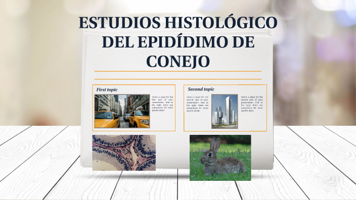 ESTUDIOS HISTOLÓGICO DEL EPIDÍDIMO DE CONEJO by thalia chisag on Prezi