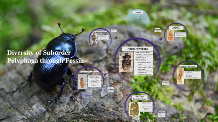 Evolution of Polyphaga through Fossils by Kaia Stover on Prezi