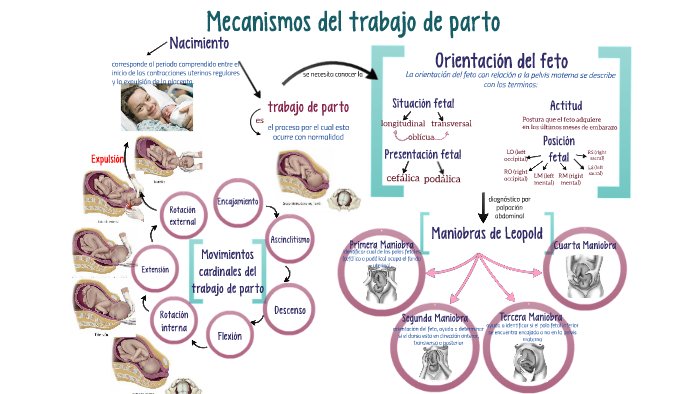 Maniobras del parto normal by Kriistell S on Prezi