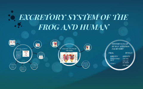 EXCRETORY SYSTEM OF THE FROG AND HUMAN by Arlene Aguila II on Prezi