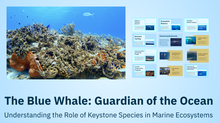 Keystone Species Infographic by Nolan Diggs on Prezi