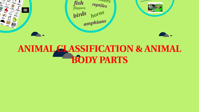 ANIMAL CLASSIFICATION & ANIMAL BODY PARTS by Gabriel Guerricagoitia on ...