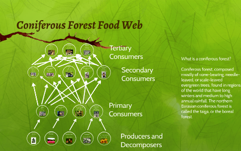 Coniferous Forest Food Web by Colin Fortin on Prezi