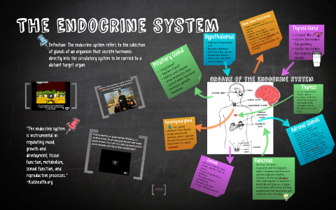 The Endocrine System by Emily Polster on Prezi
