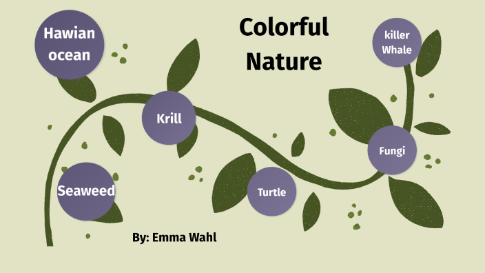 Emma's Hawaiian Ocean food chain by Leslie Gossen on Prezi