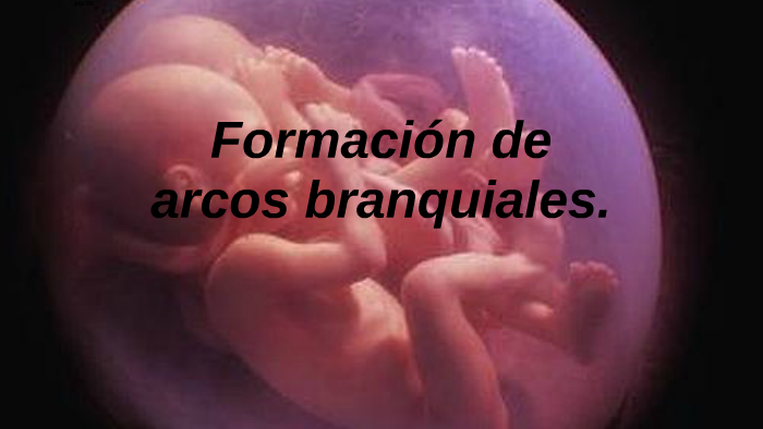 Formación de arcos branquiales. by karitina gonzález. on Prezi