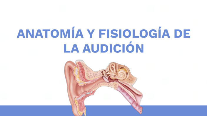 Anatomía y fisiología de la audición by Laura Oyarzun Amunarriz on Prezi