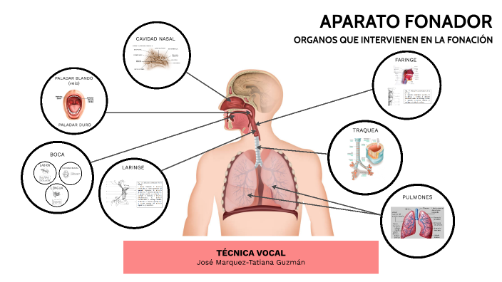 ORGANOS QUE INTERVIENEN EN LA FONACIÓN by Tatiana Guzmán Escobar on Prezi