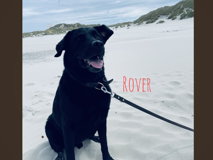 Rover: My Beloved Pet by Mees van Pelt on Prezi