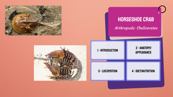 Arthropods: Chelicerates by Zariana Hughes on Prezi